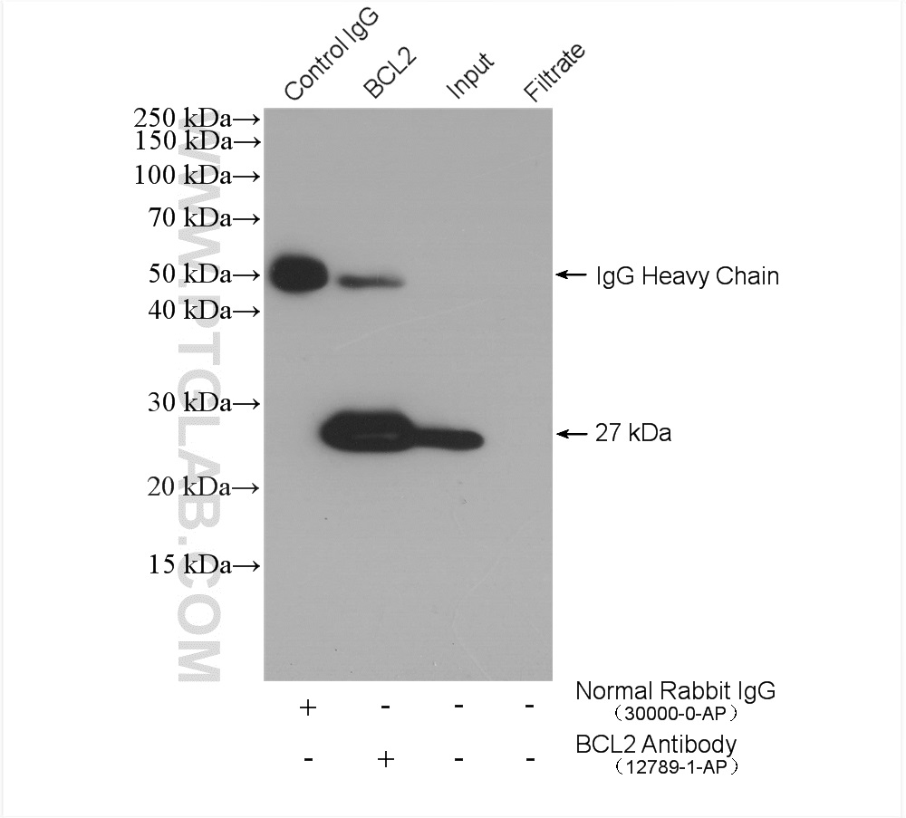 BCL2 Antibody 12789-1-AP | Proteintech
