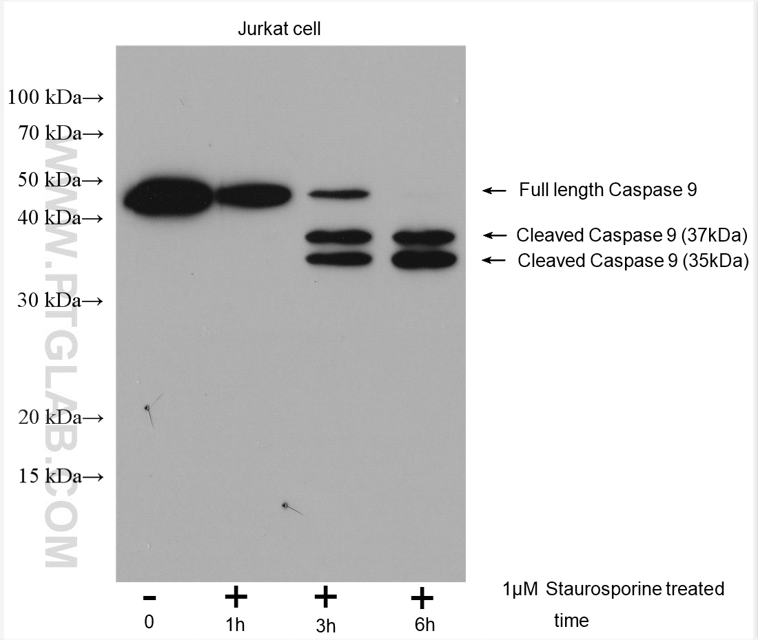 Caspase 9/p35/p10 Antibody 10380-1-AP | Proteintech