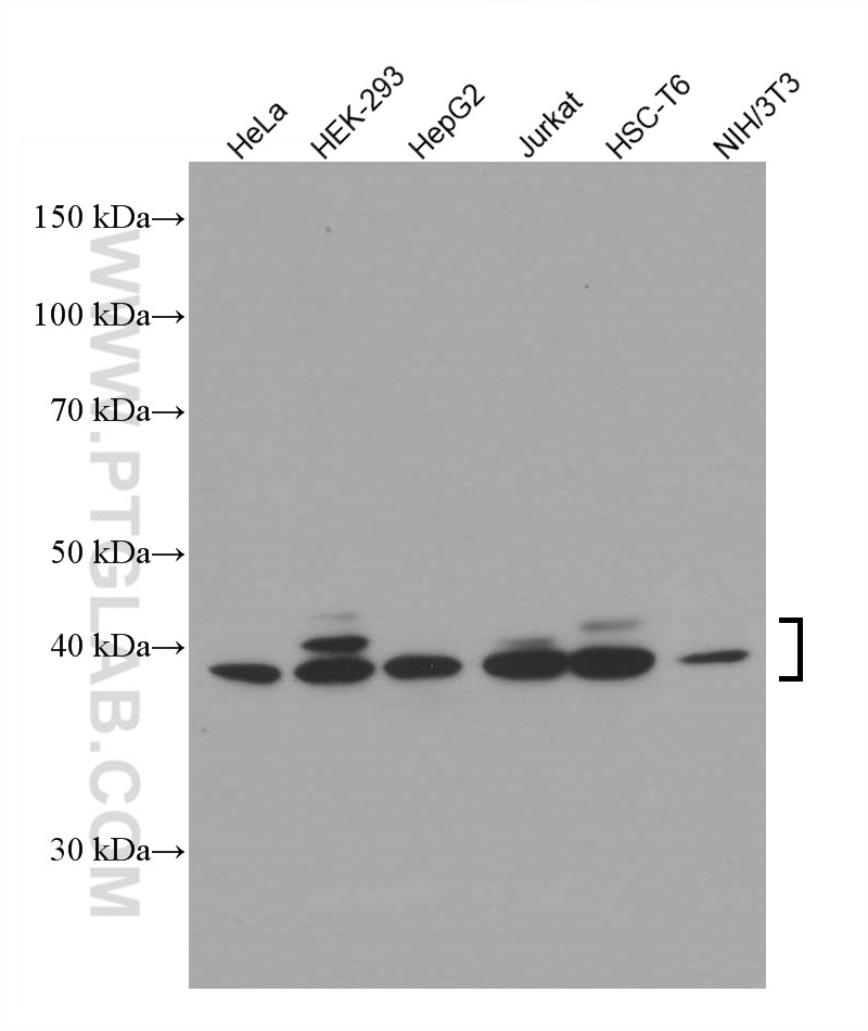 ERK1/2 Antibody 66192-1-Ig | Proteintech