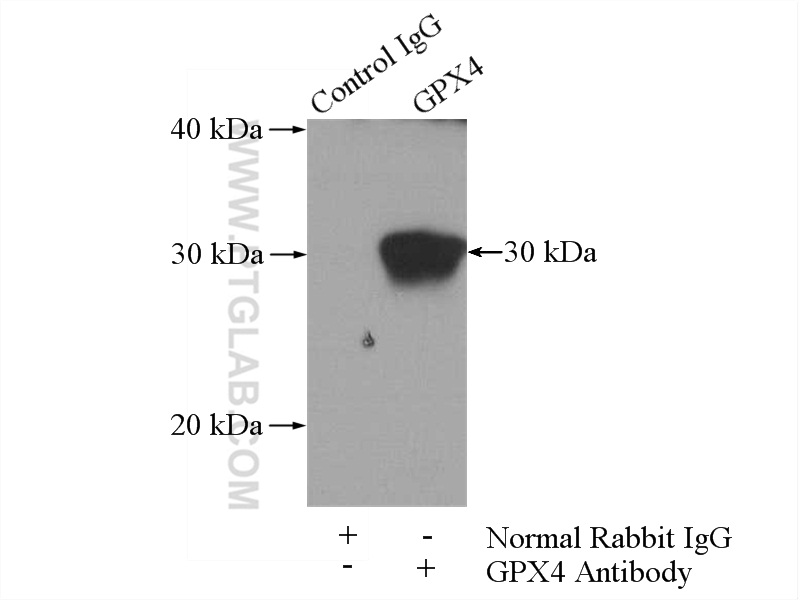 GPX4 Antibody 14432-1-AP | Proteintech