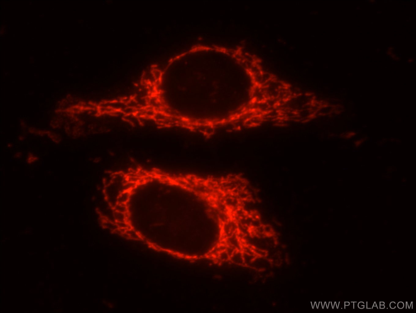 GRP75 Antibody 14887 1 AP Proteintech GRP75 Antibody 14887 1 AP Proteintech