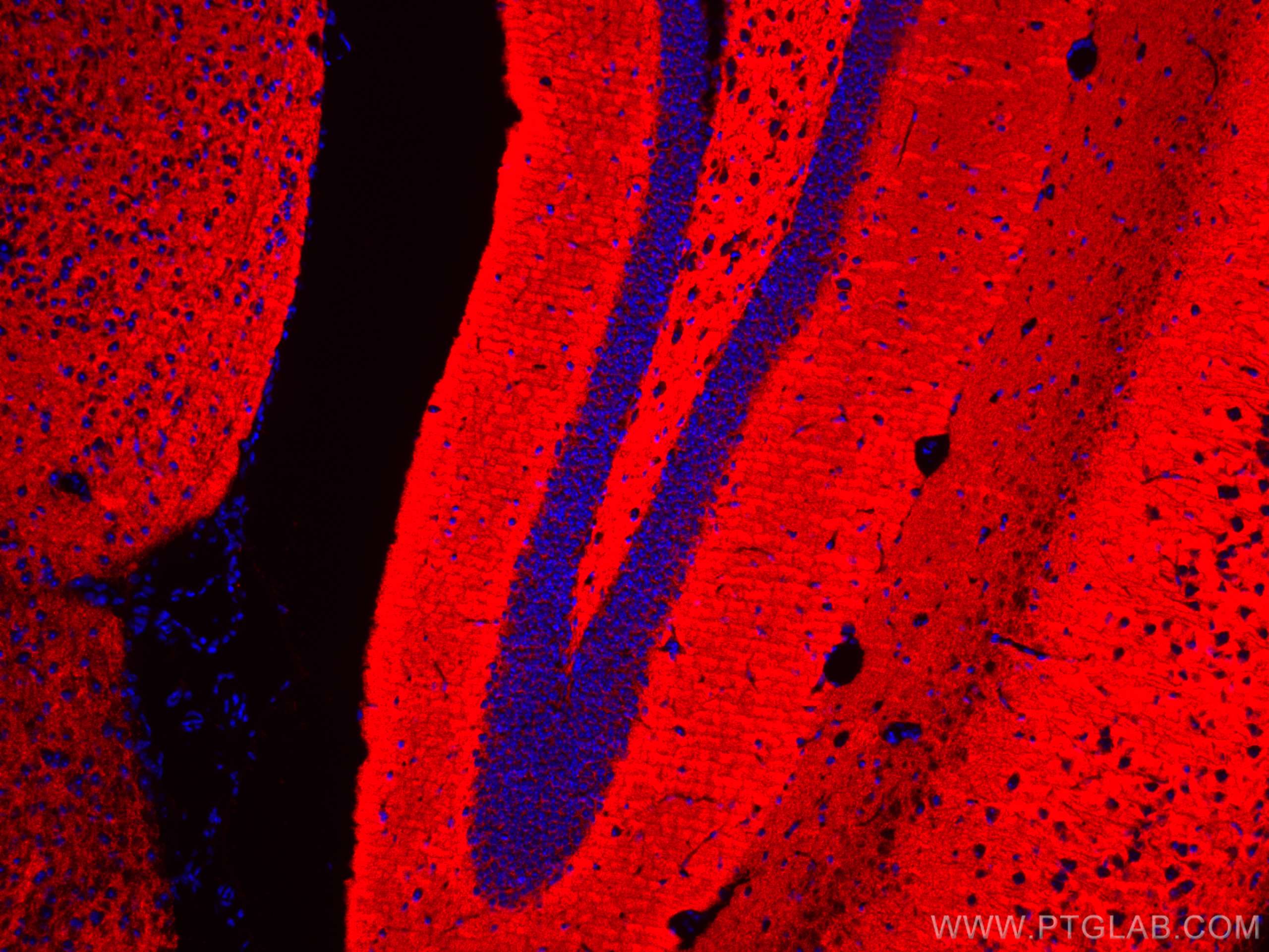 Synaptophysin Antibody CL594-67864 | Proteintech Synaptophysin Antibody CL594-67864 | Proteintech