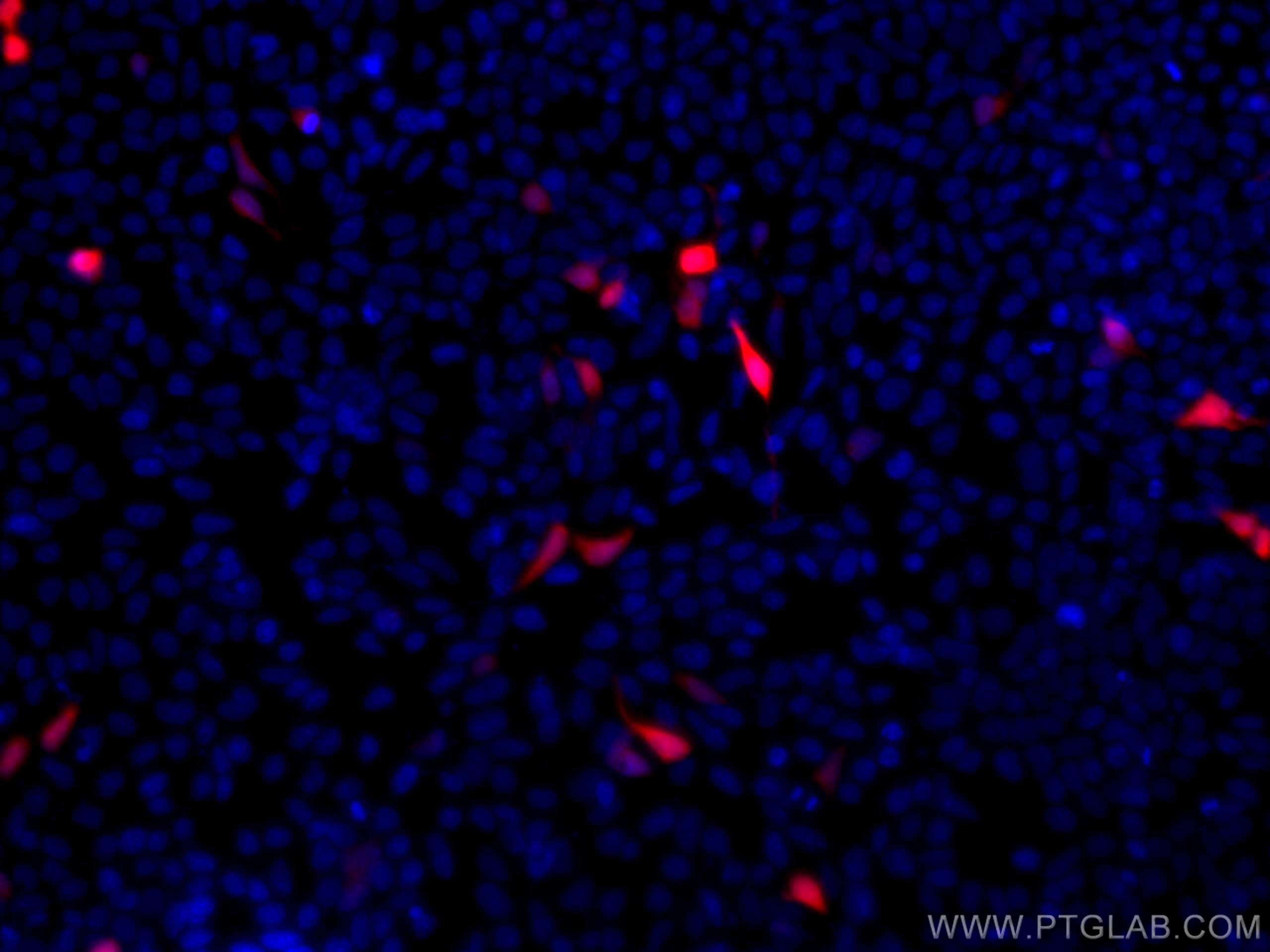 6*His, His-Tag Antibody CL488-66005 | Proteintech