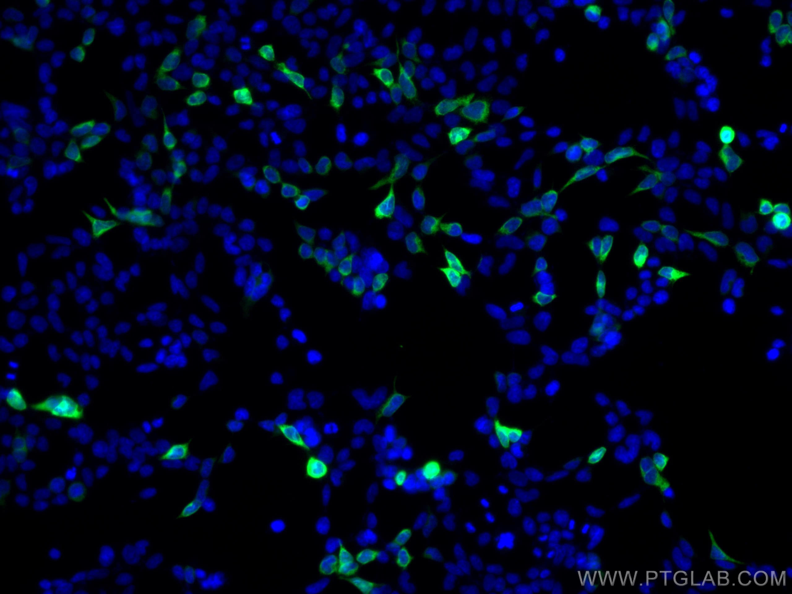 6*His, His-Tag Antibody CL488-66005 | Proteintech
