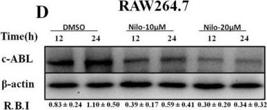 beta Actin Antibody 20536-1-AP | Proteintech