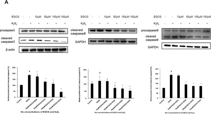 beta Actin Antibody 20536-1-AP | Proteintech