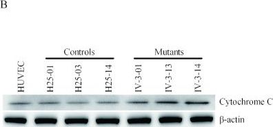 beta Actin Antibody 20536-1-AP | Proteintech