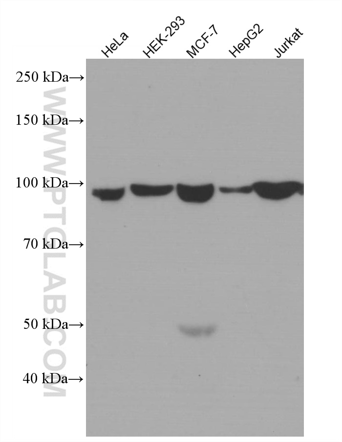 AGO2 Antibody 66720-1-Ig | Proteintech