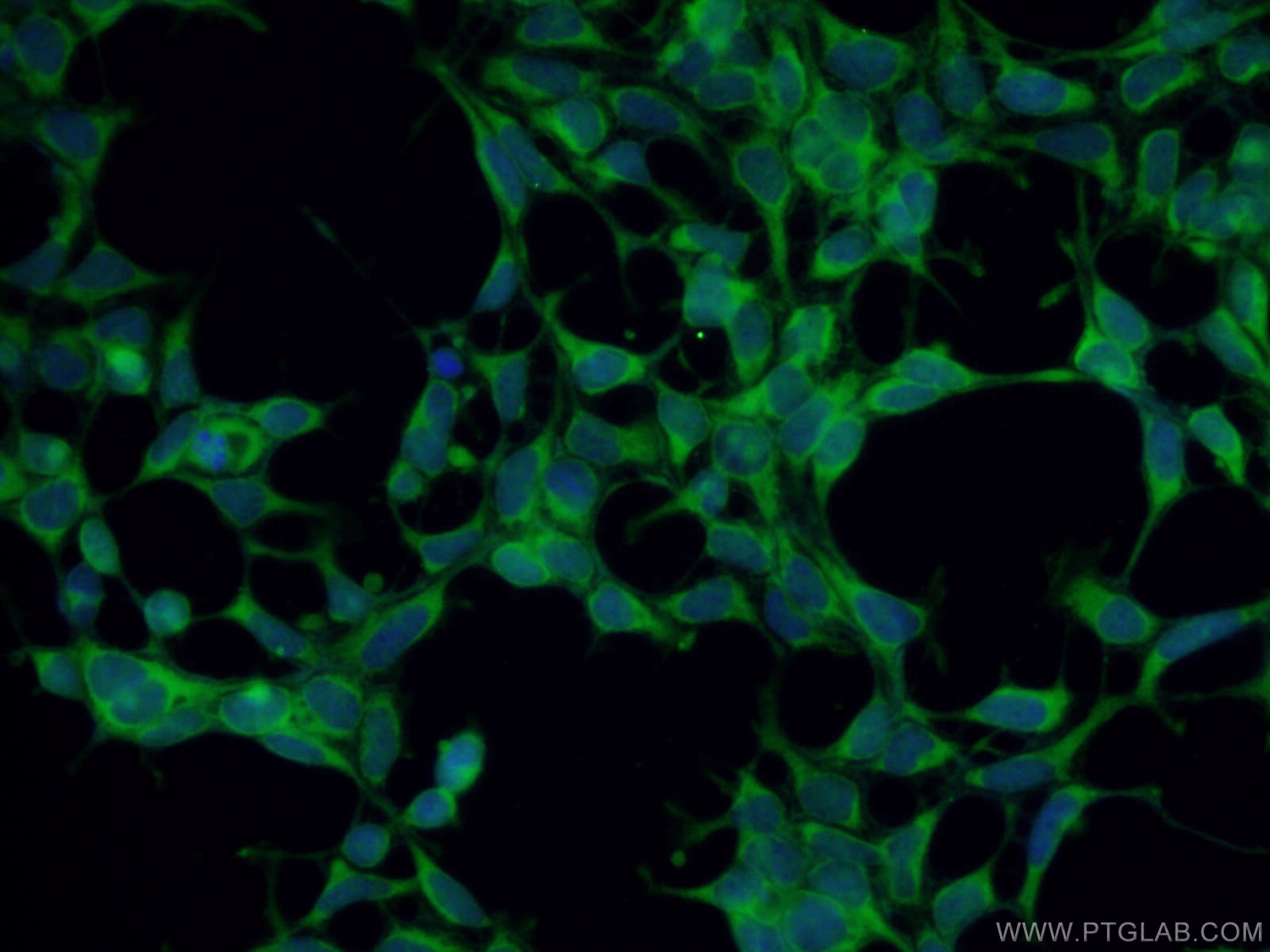 BAX Antibody 50599-2-Ig | Proteintech