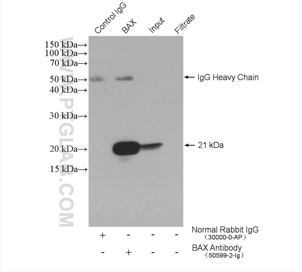 BAX Antibody 50599-2-Ig | Proteintech