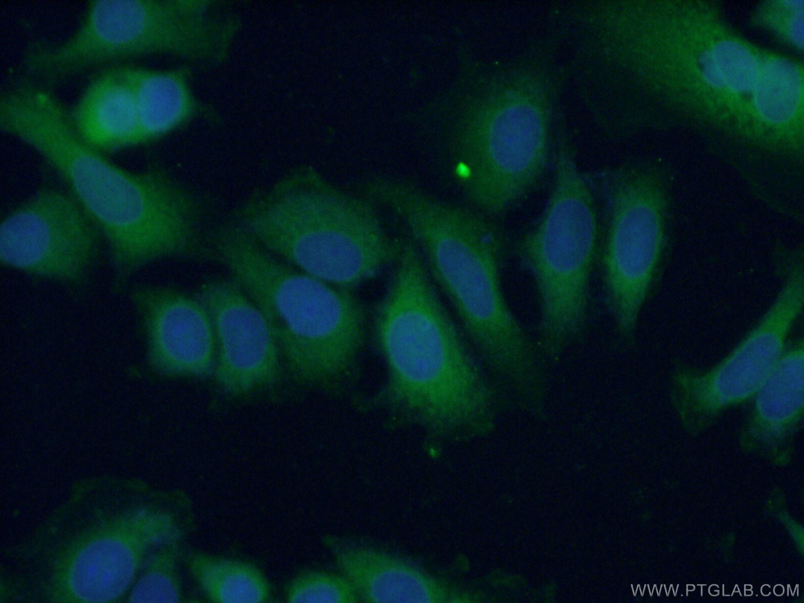 BAX Antibody 60267-1-Ig | Proteintech