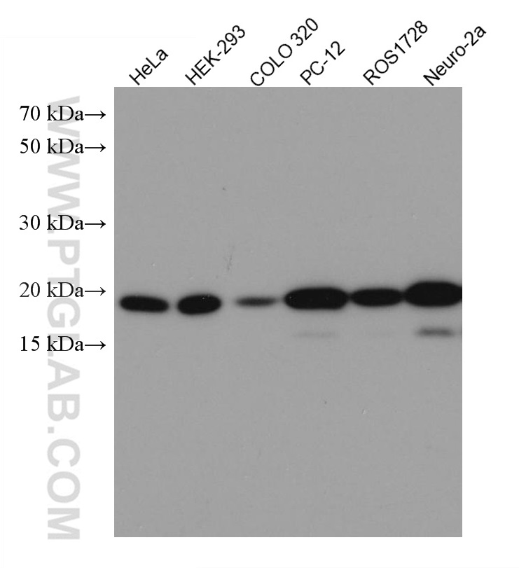 BAX Antibody 60267-1-Ig | Proteintech