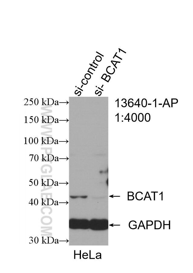 BCAT1/ECA39 Antibody 13640-1-AP | Proteintech