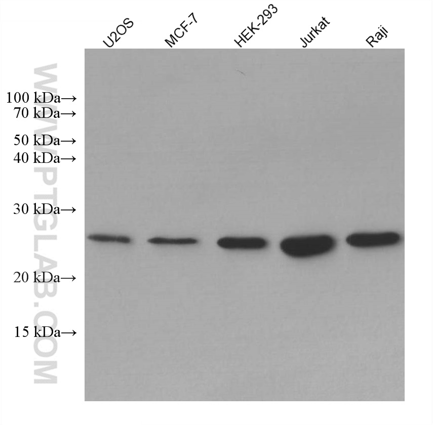 BCL2 antibody (60178-1-Ig) | Proteintech | 武汉三鹰生物技术有限公司