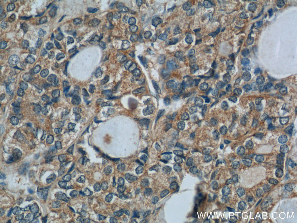 BRAF Antibody 20899-1-AP | Proteintech
