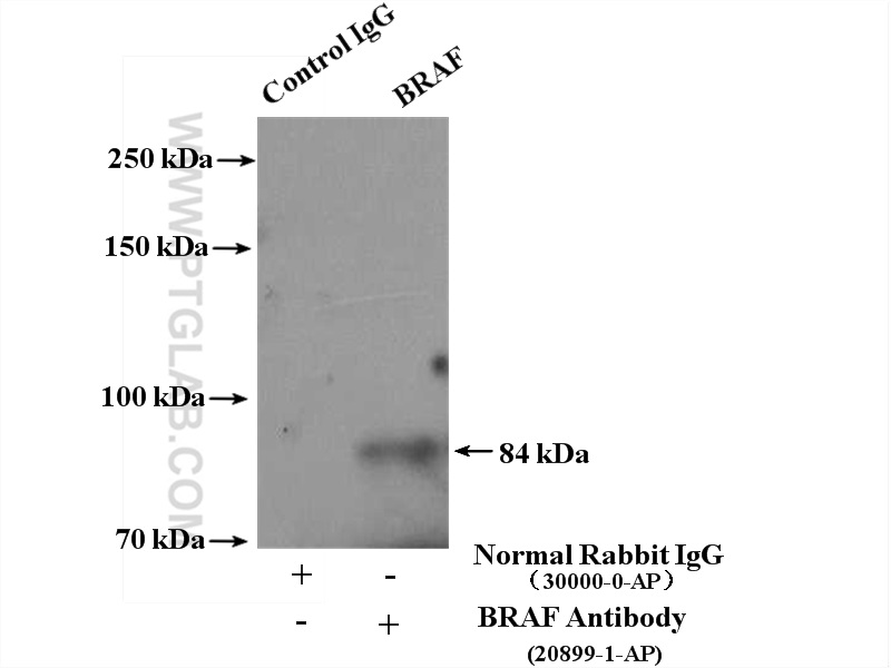 BRAF Antibody 20899-1-AP | Proteintech