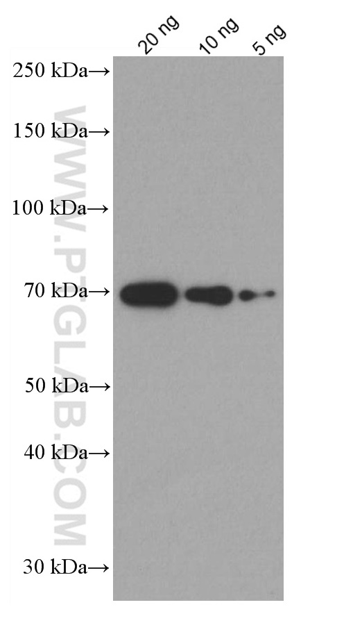 BSA Antibody 66201-1-Ig | Proteintech