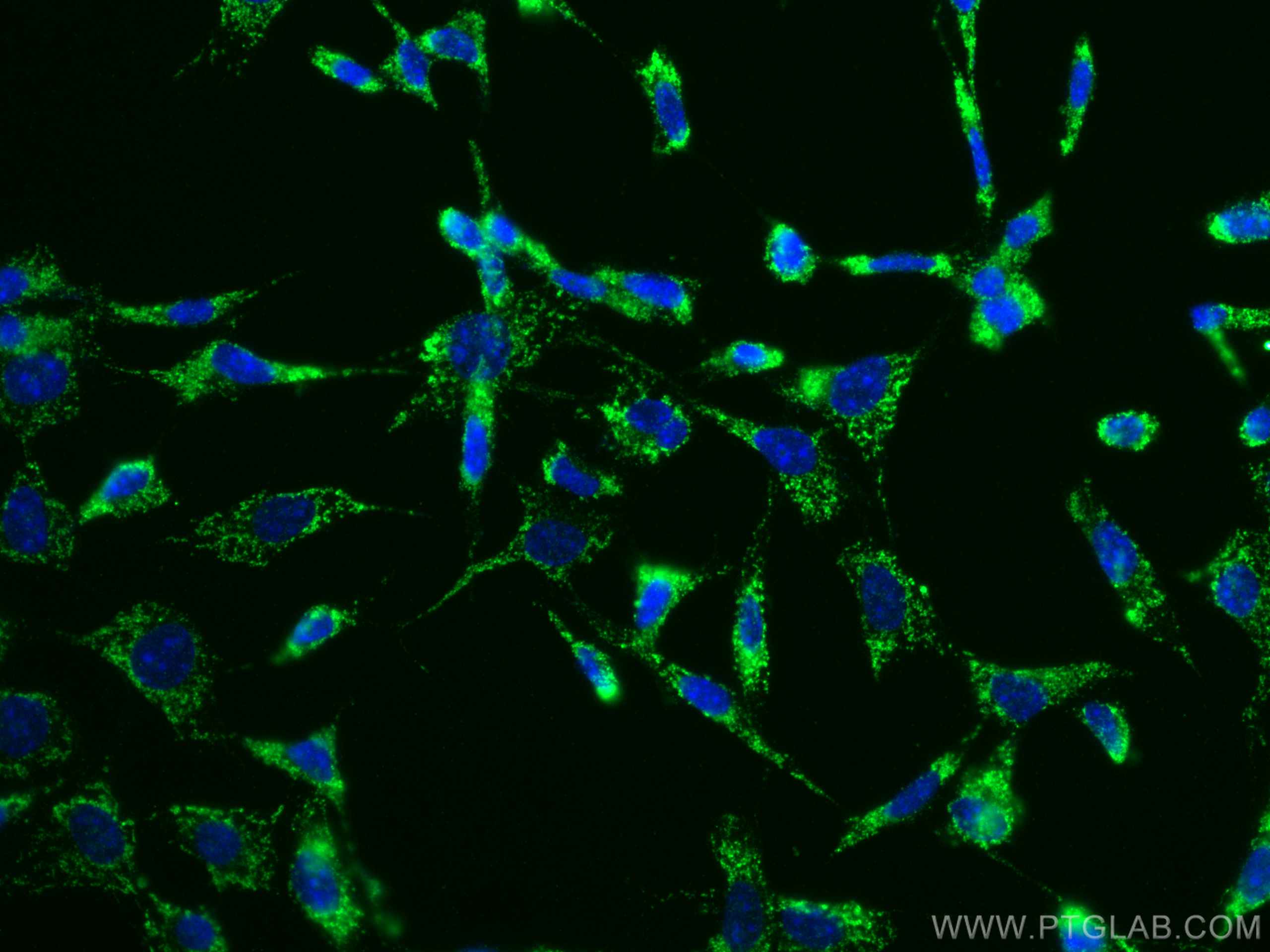 Bcl2 Antibody 66799-1-Ig | Proteintech