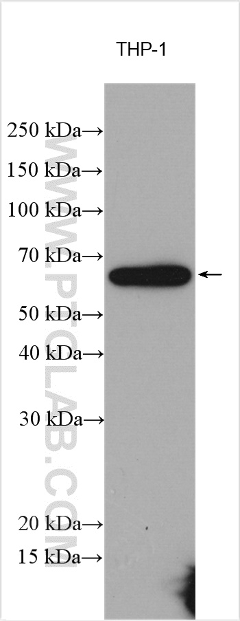 cGAS Antibody 26416-1-AP | Proteintech