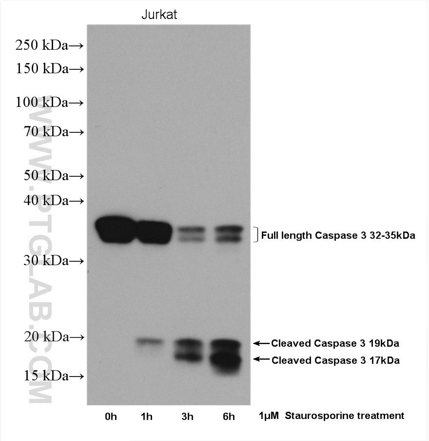 Caspase 3/p17/p19 Antibody 19677-1-AP | Proteintech