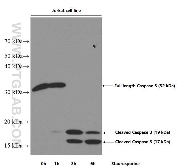 Caspase 3(human specific) Antibody 66470-1-Ig | Proteintech