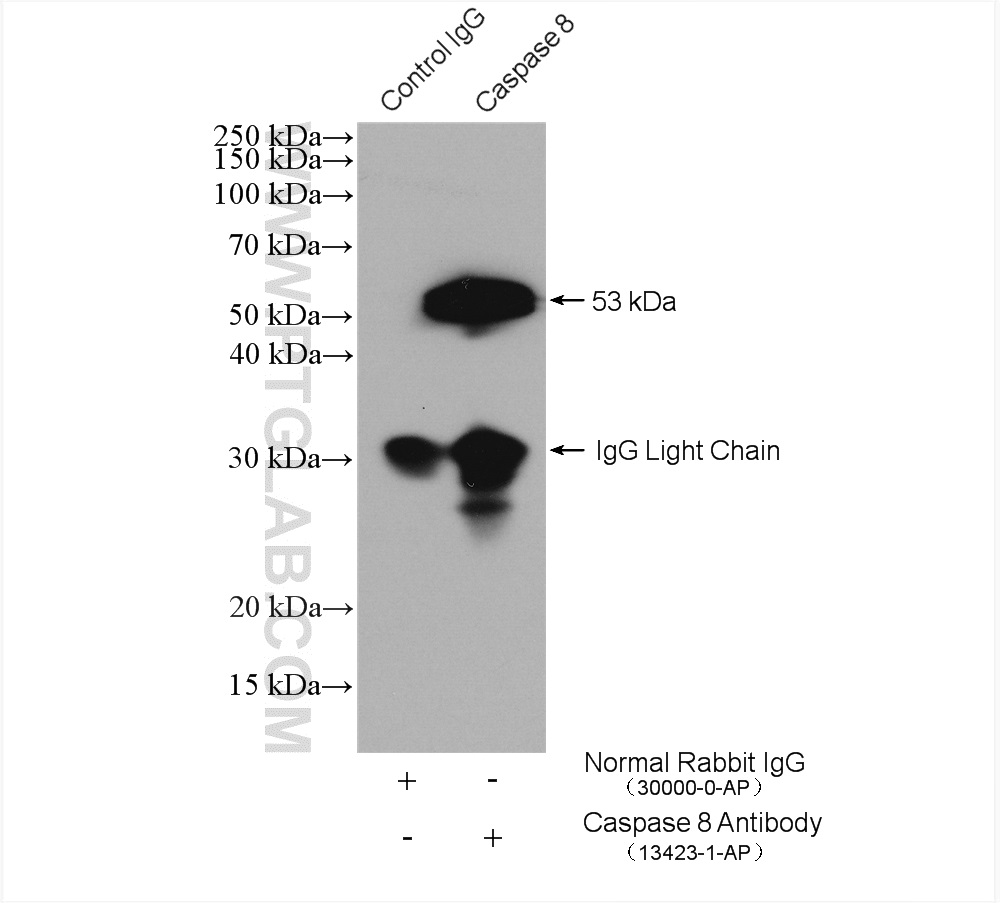 Caspase 8/p43/p18 Antibody 13423-1-AP | Proteintech