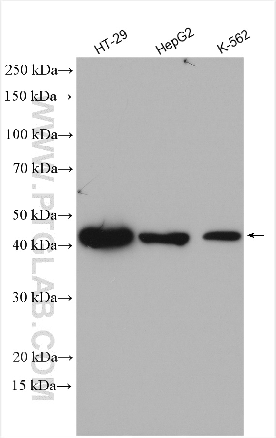Cyclin E1 Antibody 11554-1-AP | Proteintech