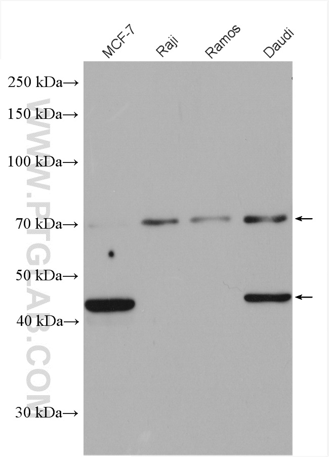 CD24 Antibody 10600-1-AP | Proteintech
