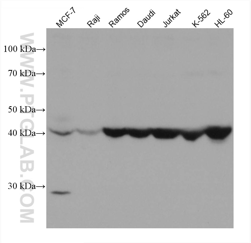 CD24 Antibody 67627-1-Ig | Proteintech