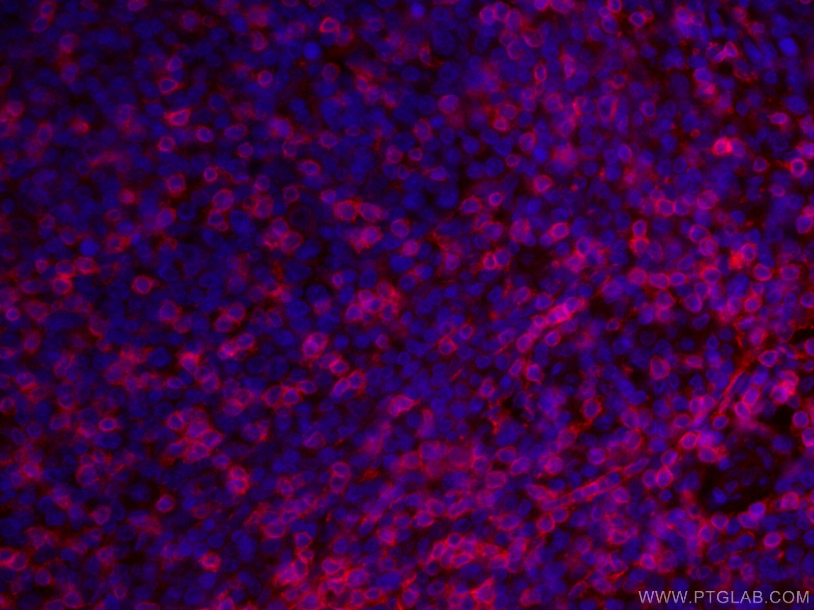 CD3 Antibody CL594-60181 | Proteintech