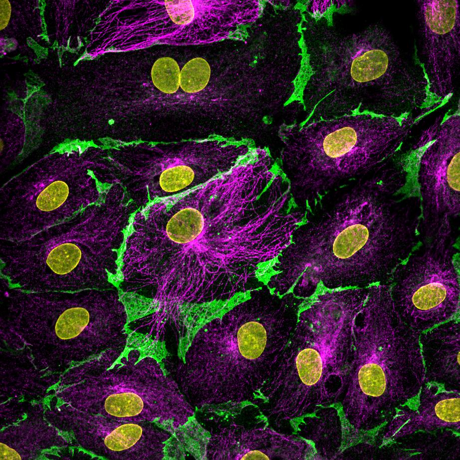 CD31 Antibody CL488-66065 | Proteintech
