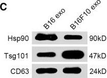 CD63 Antibody 25682-1-AP | Proteintech