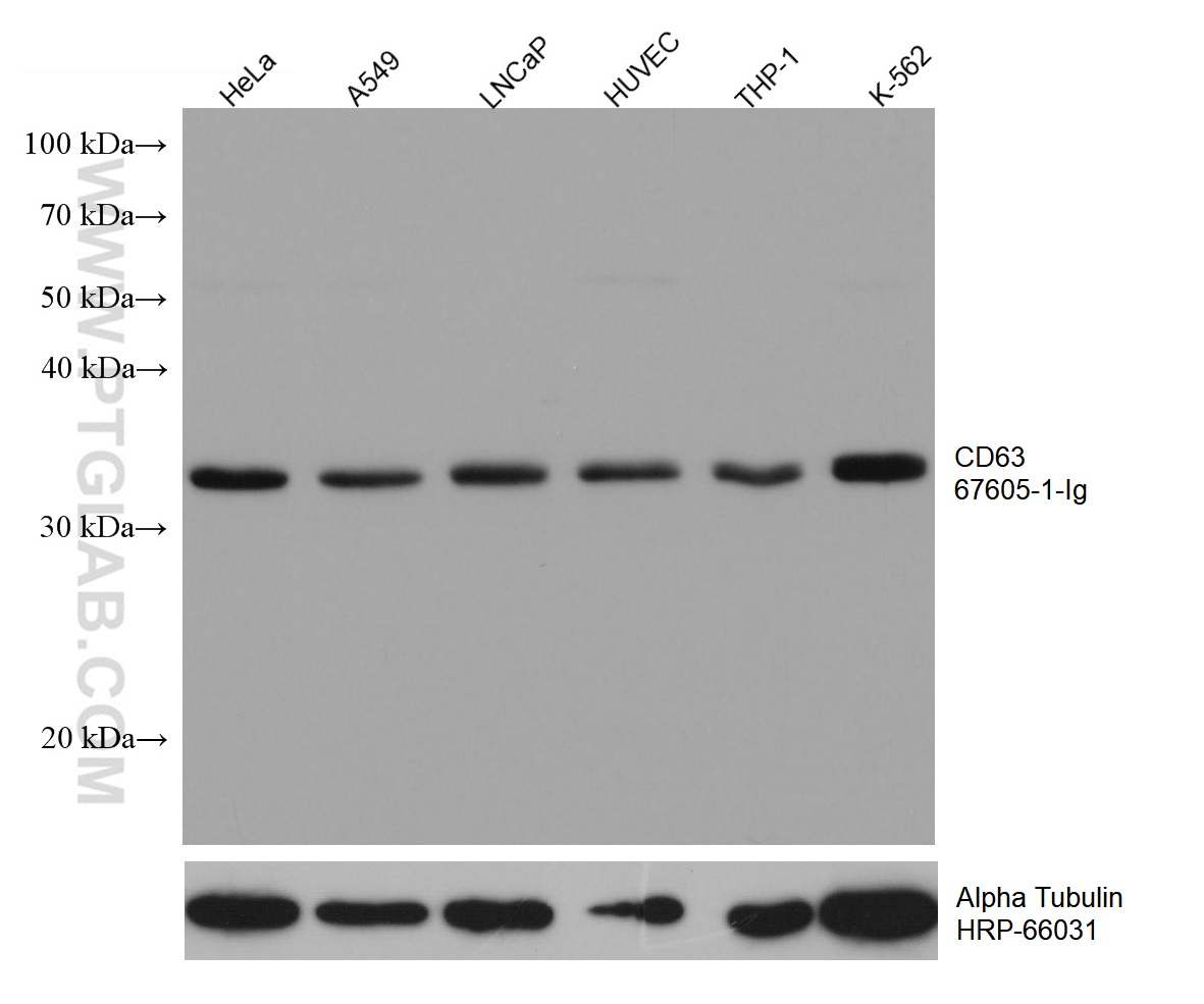 CD63 Antibody 67605-1-Ig | Proteintech