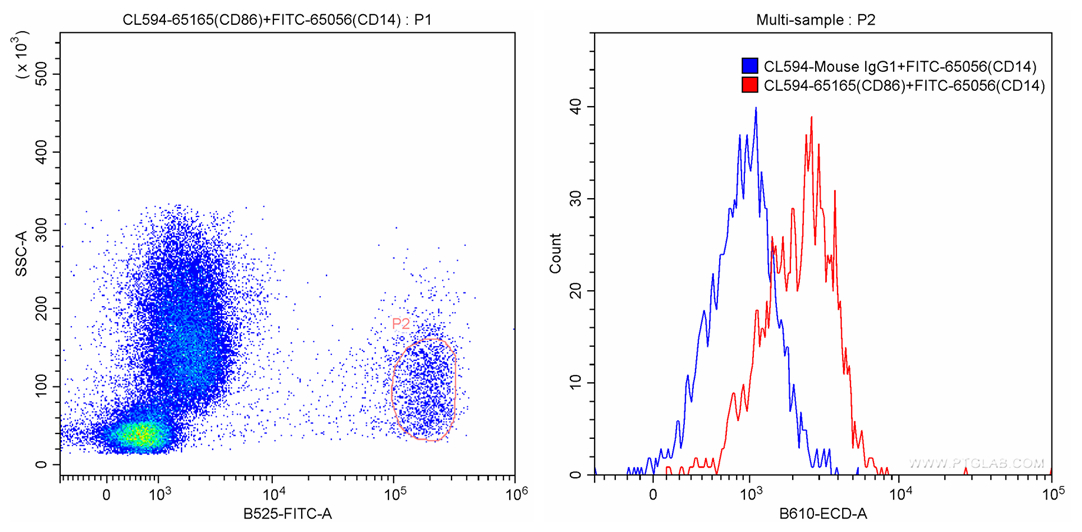 CD86 Antibody CL594-65165 | Proteintech
