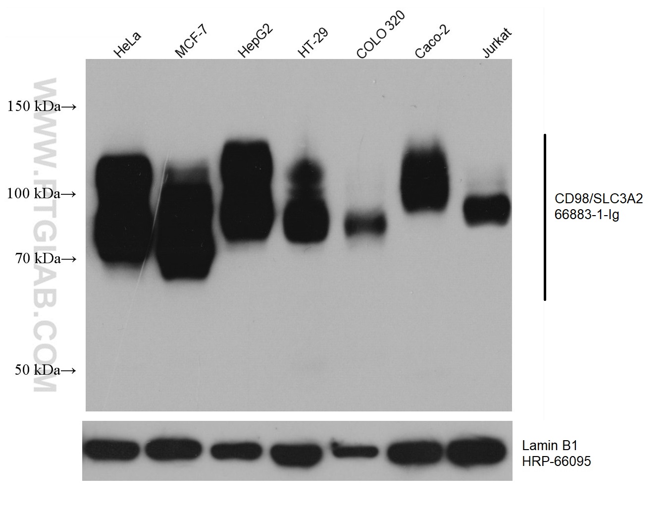 CD98/SLC3A2 Antibody 66883-1-Ig | Proteintech