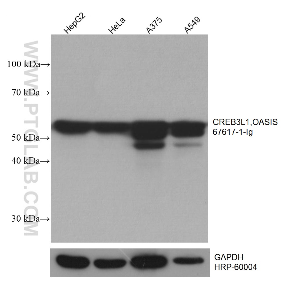 CREB3L1,OASIS antibody (67617-1-Ig) | Proteintech | 武汉三鹰生物技术有限公司