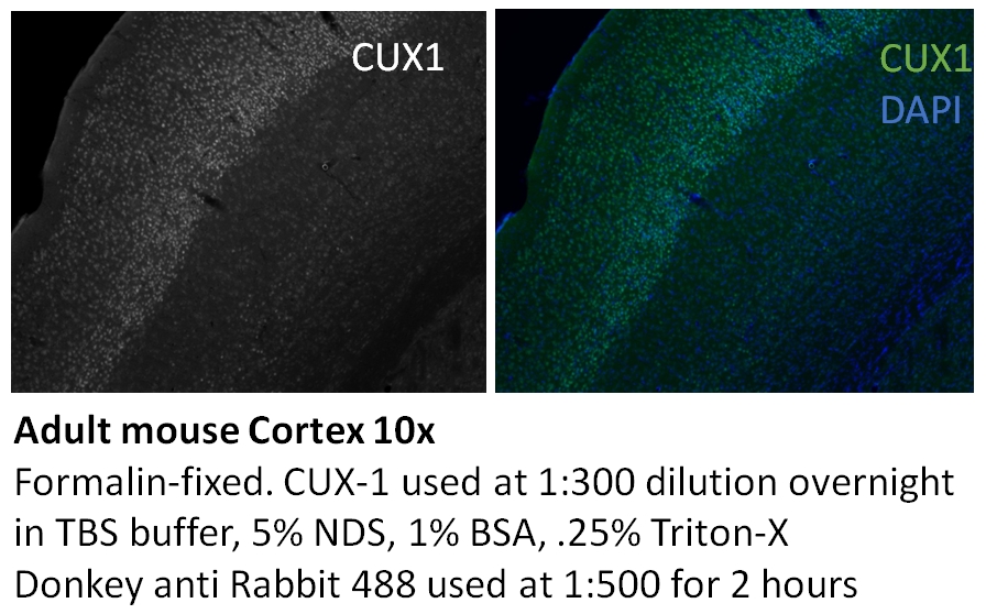 CUX1 Antibody 11733-1-AP | Proteintech