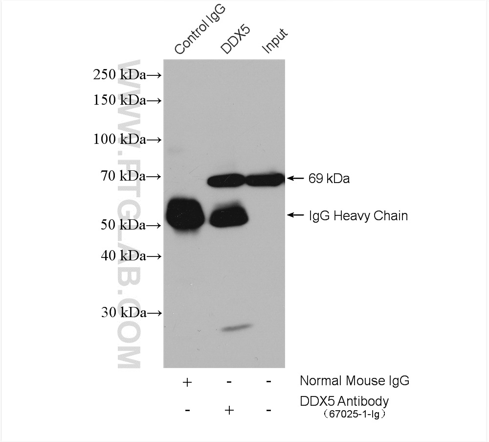DDX5 Antibody 67025-1-Ig | Proteintech