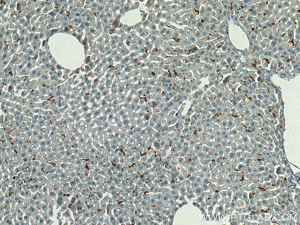F4/80 Antibody 28463-1-AP | Proteintech