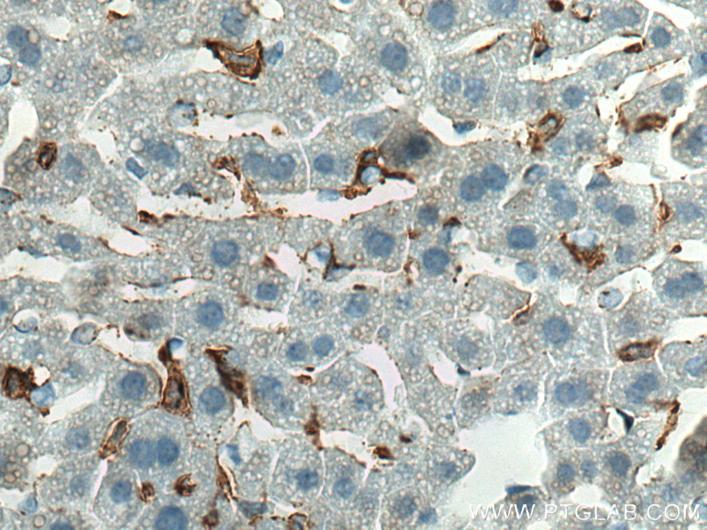 F4/80 Antibody 28463-1-AP | Proteintech