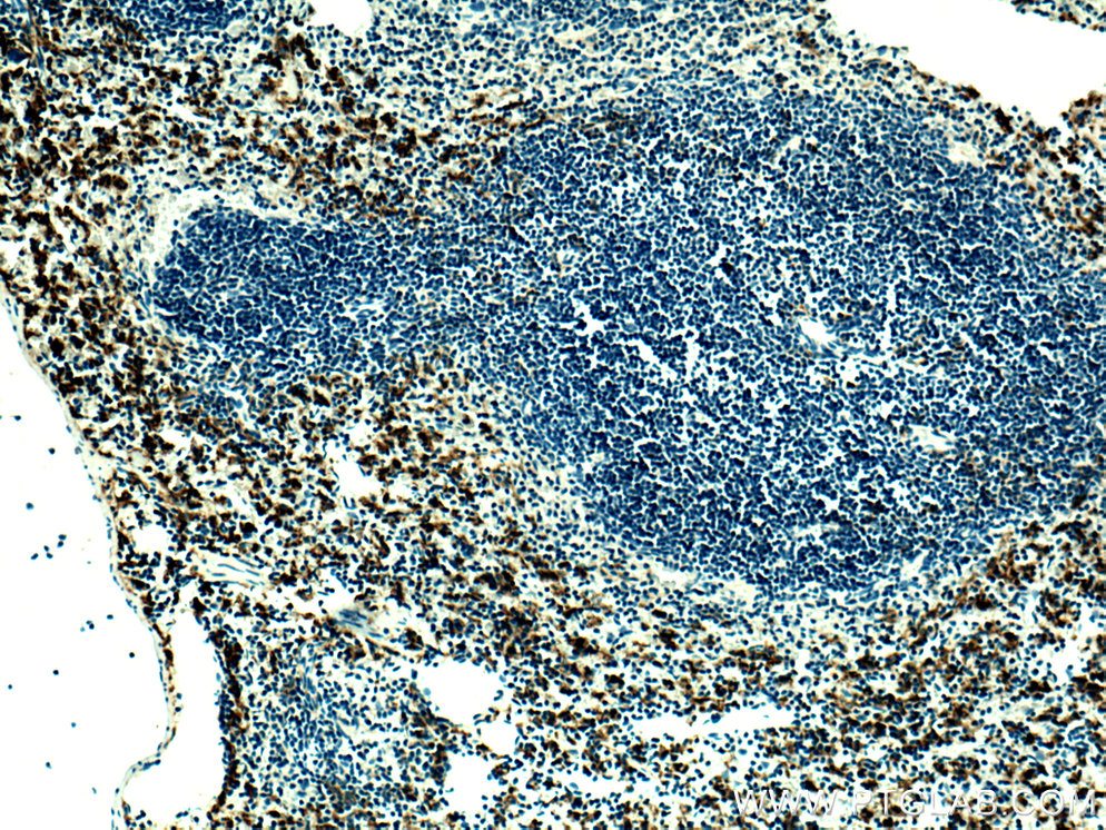 F4/80 Antibody 28463-1-AP | Proteintech