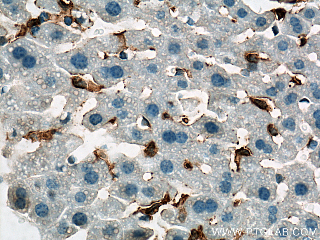 F4/80 Antibody 28463-1-AP | Proteintech