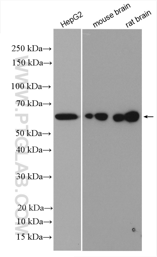FAF2 Antibody 16251-1-AP | Proteintech