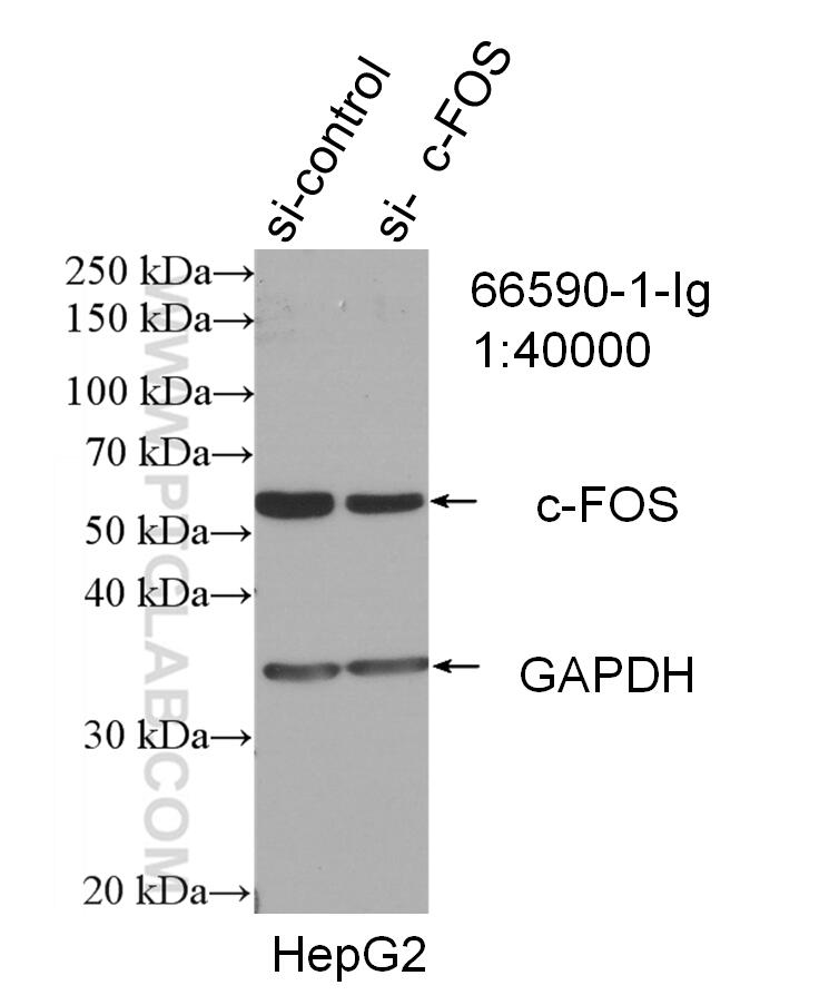 FOS Antibody 66590-1-Ig | Proteintech