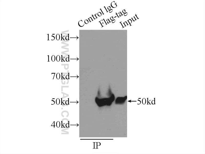 DDDDK tag Antibody 66008-1-Ig | Proteintech