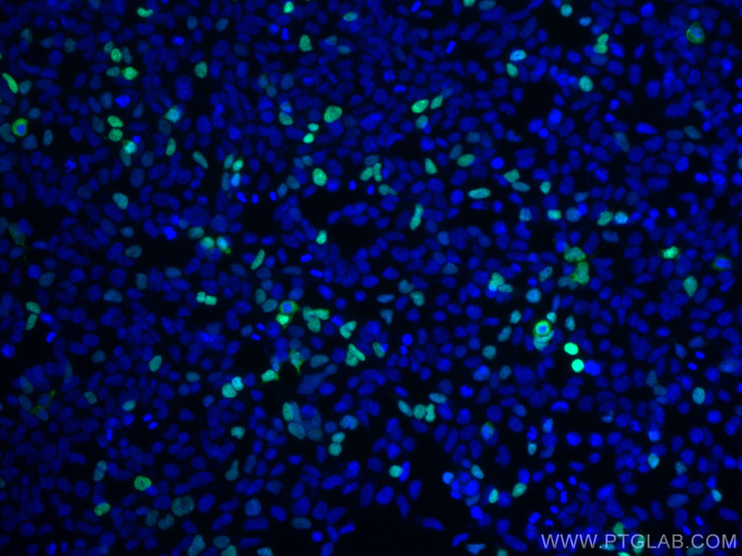 DYKDDDDK Antibody CL488-66008 | Proteintech