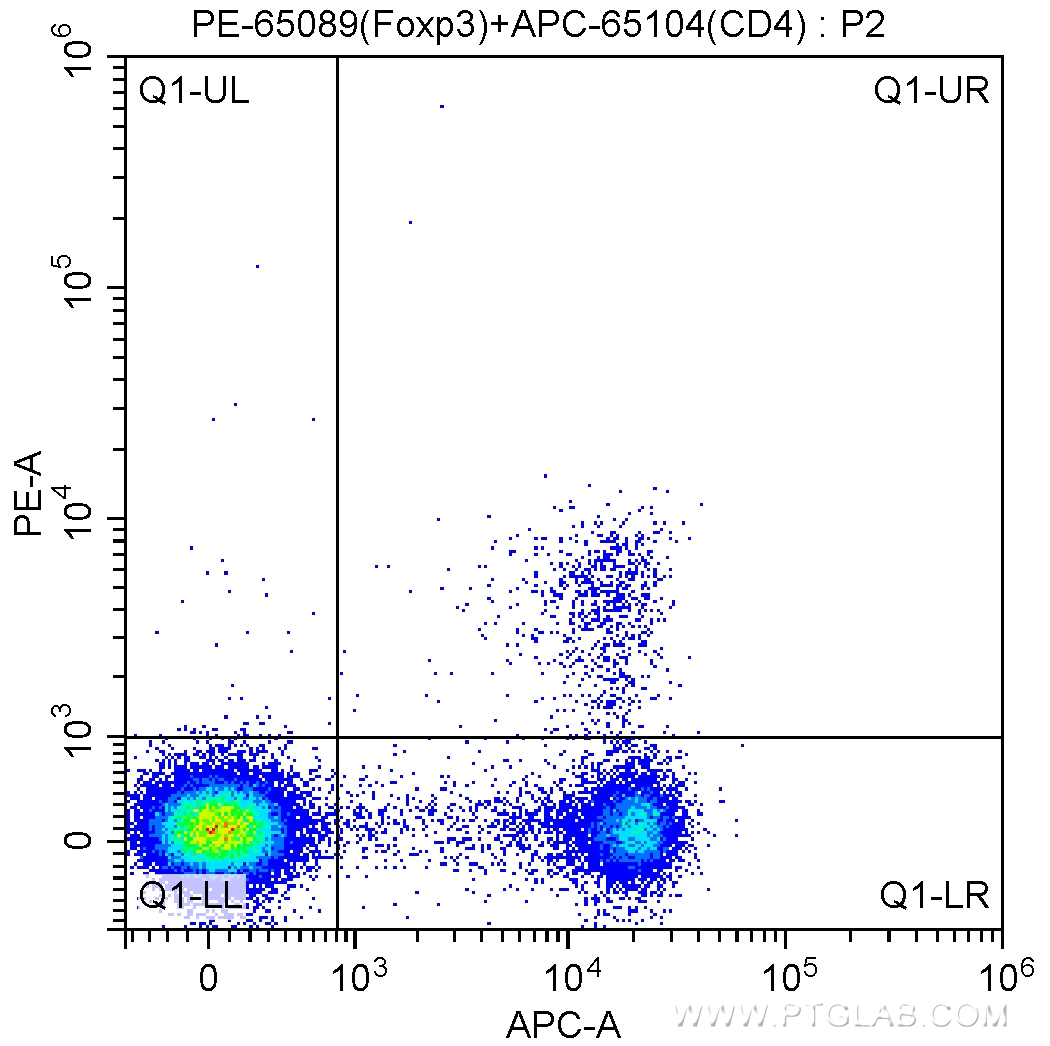 Foxp3 Antibody PE-65089 | Proteintech