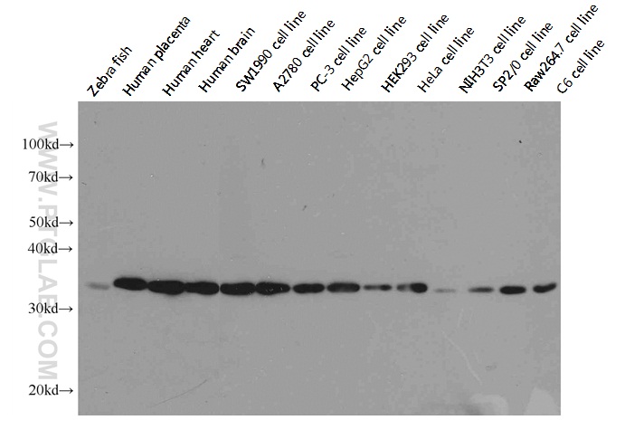 GAPDH Antibody 60004-1-Ig | Proteintech