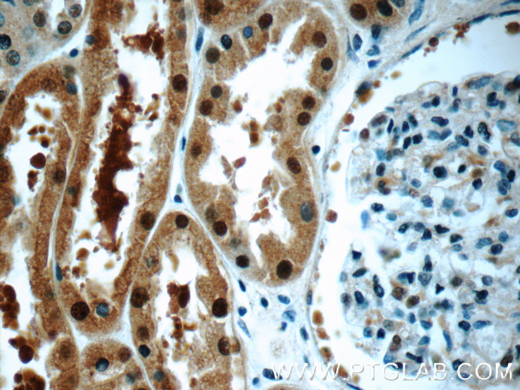 GAPDH Antibody 60004-1-Ig | Proteintech