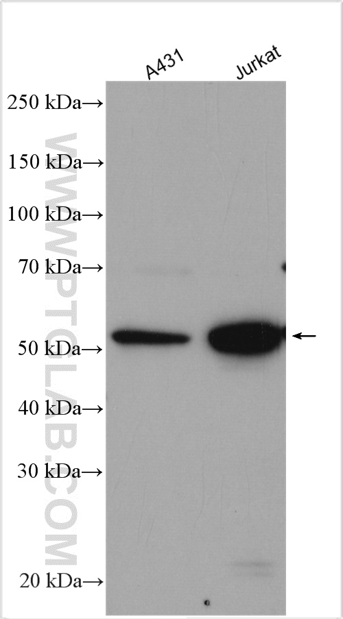 GSDMD Antibody 20770-1-AP | Proteintech